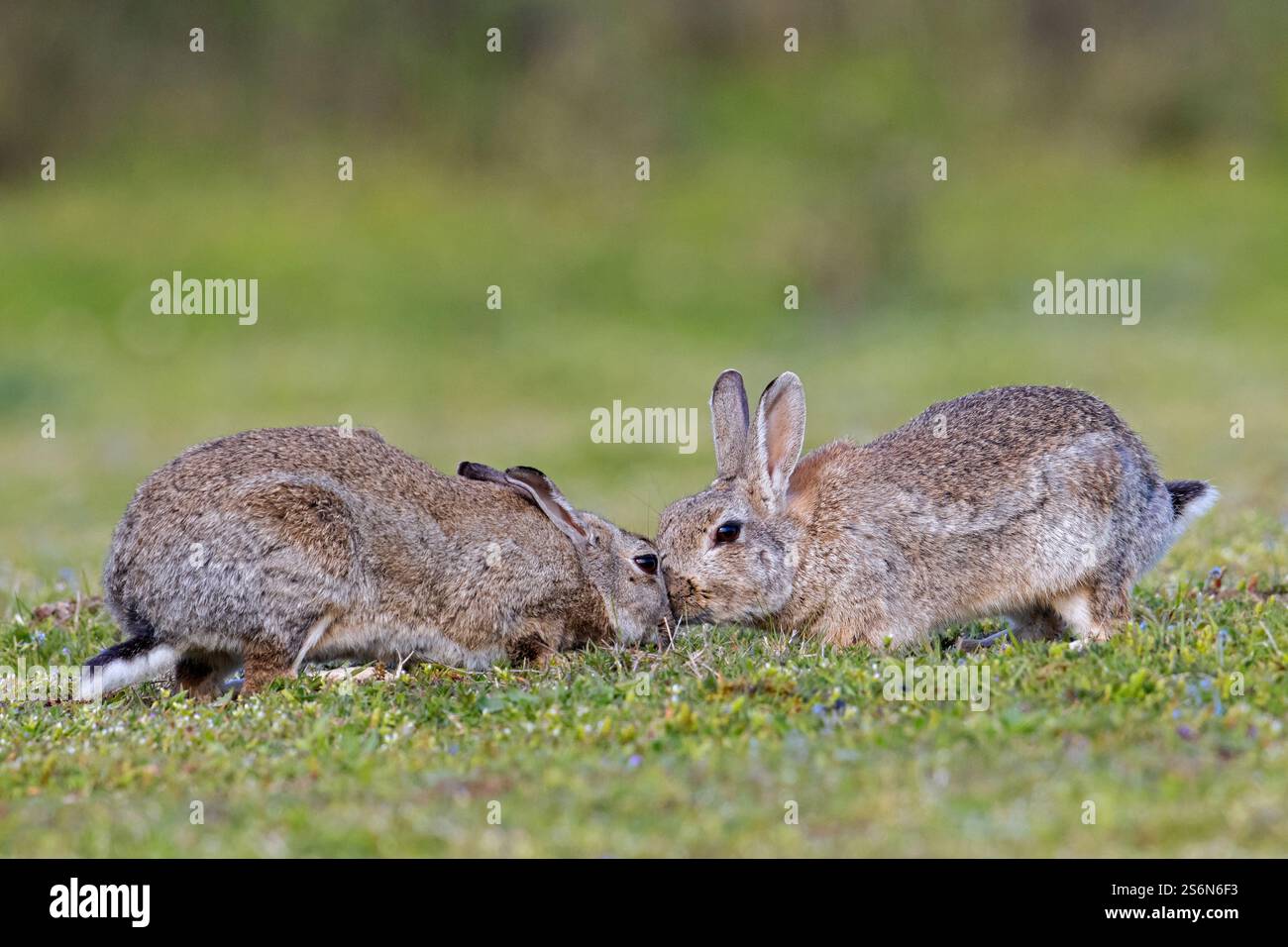 European rabbit / common rabbits (Oryctolagus cuniculus) pair touching ...