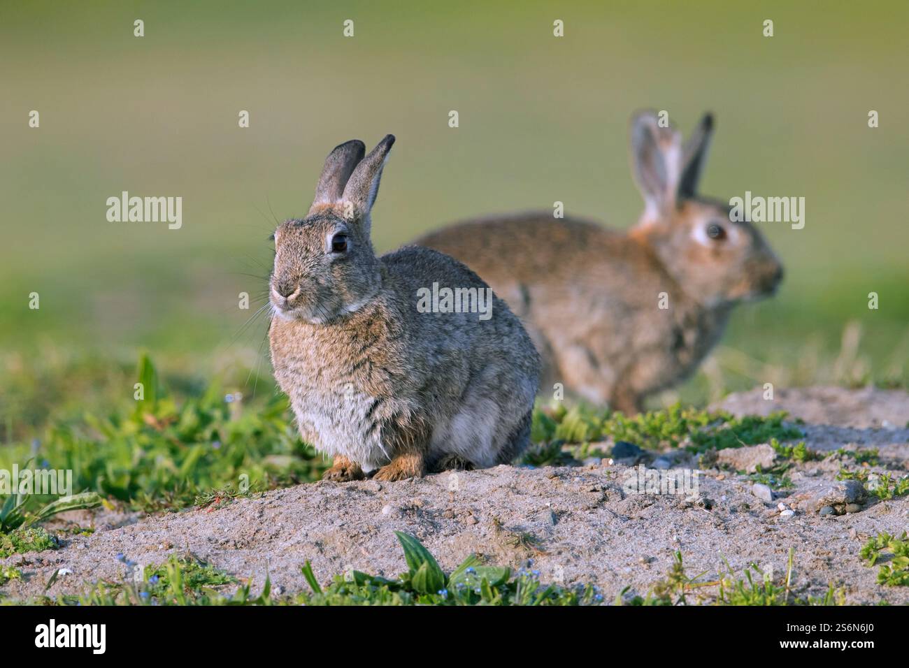 European rabbit / common rabbits (Oryctolagus cuniculus) couple sitting ...