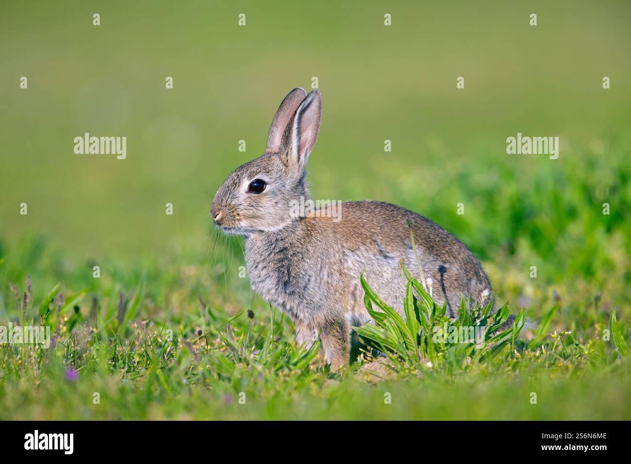 European rabbit / young common rabbit (Oryctolagus cuniculus) juvenile ...