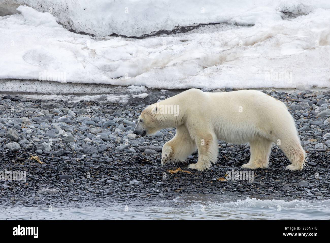Lone polar bear (Ursus maritimus) walking on shingle beach along the ...