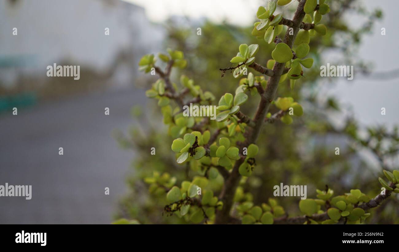 Green succulent shrub in lanzarote outdoors during daylight showcasing ...