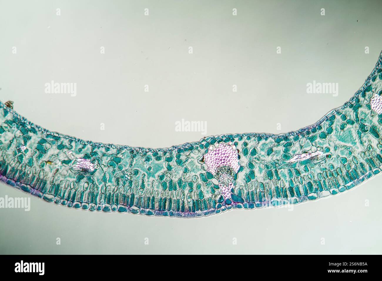Leaf cross section microscope hi-res stock photography and images - Alamy