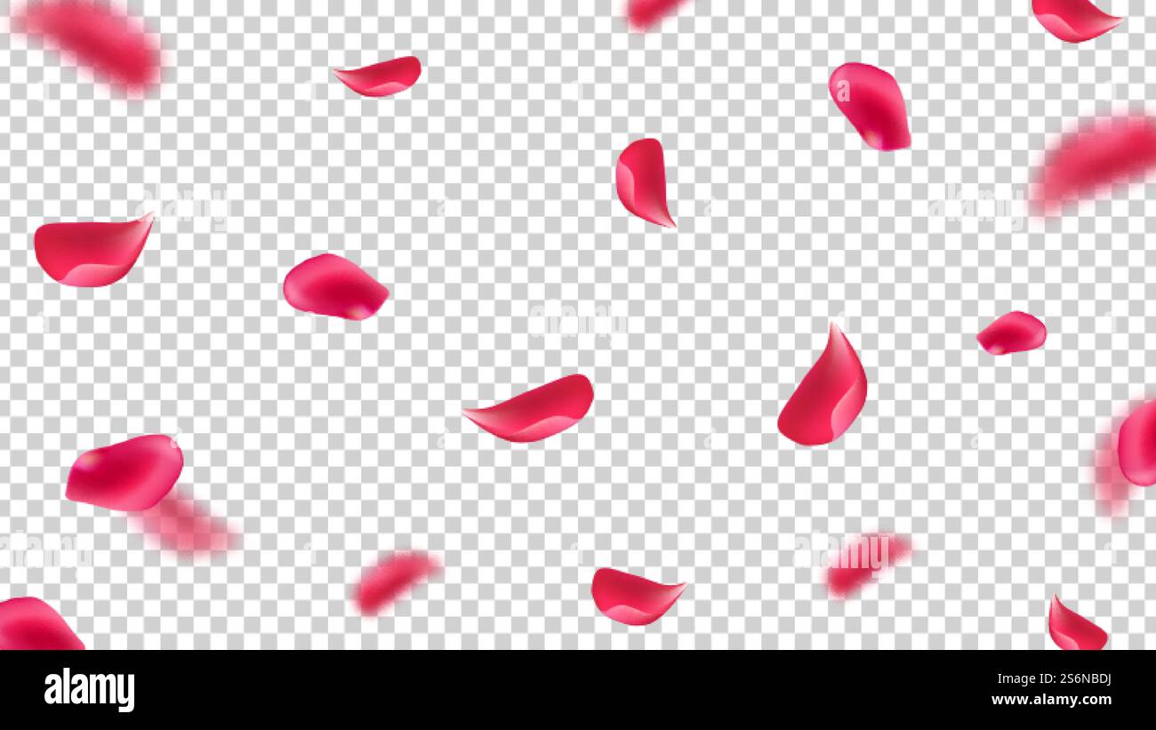 Falling pink petals. Flying rose leaves on transparent background ...