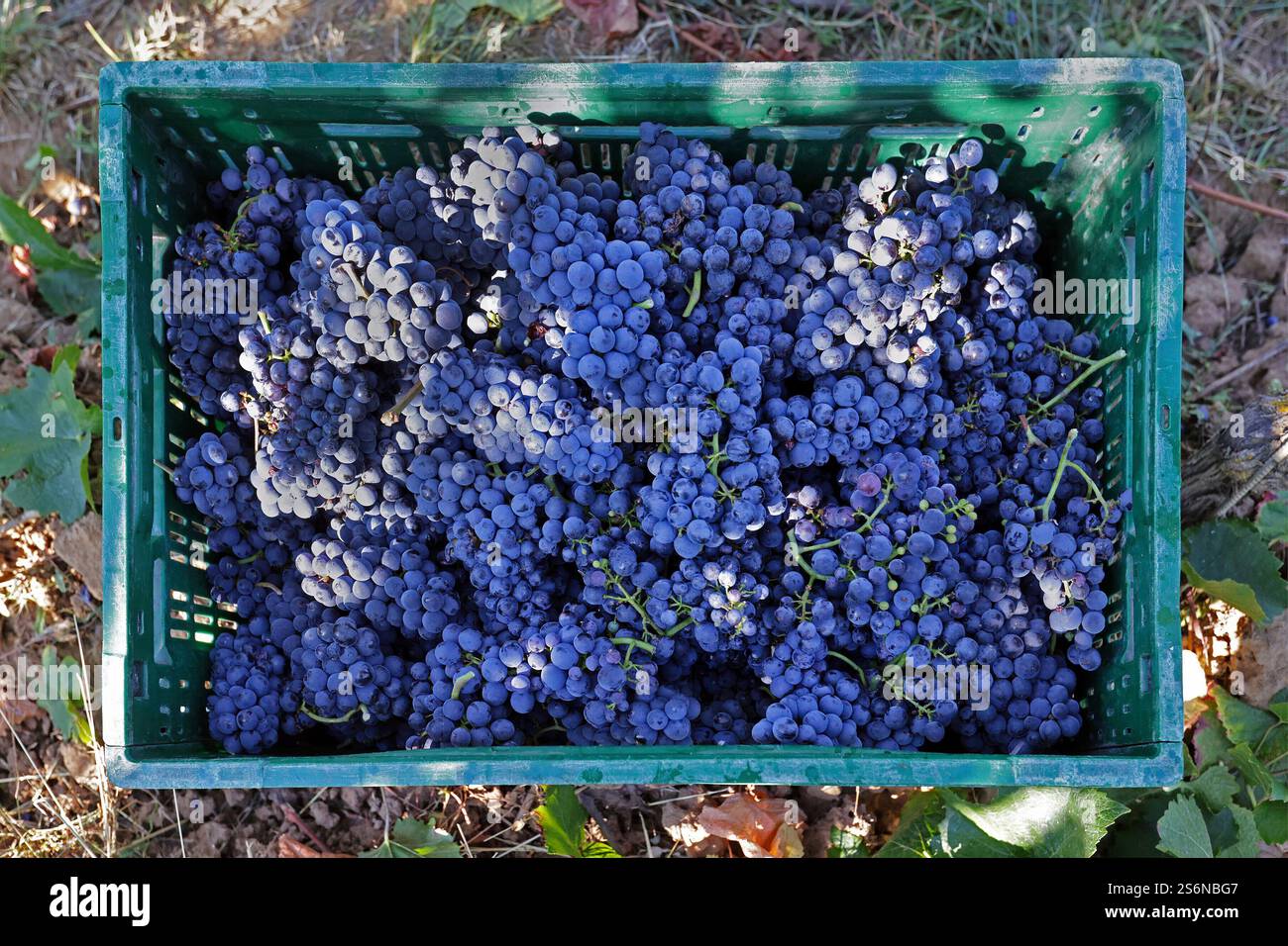 Grape harvest case hi-res stock photography and images - Alamy