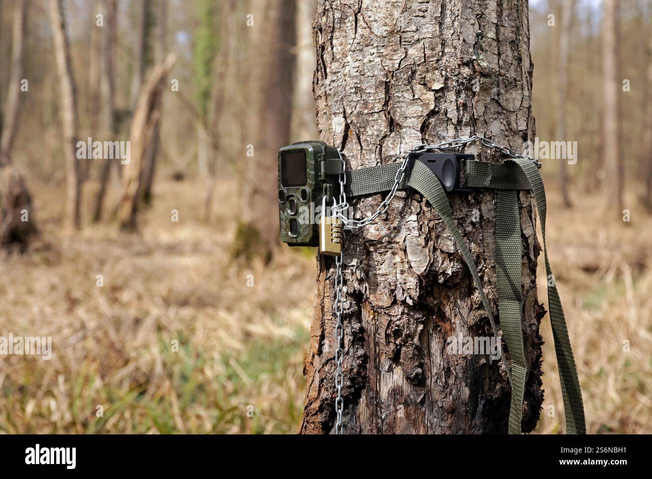 Camera trap tree hi-res stock photography and images - Alamy