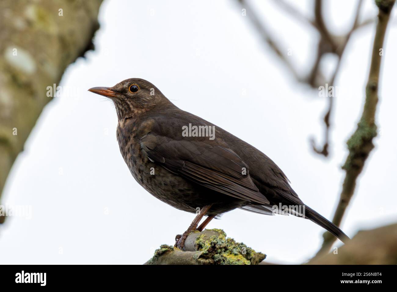 The blackbird (Turdus merula) feeds on insects, worms, and berries ...