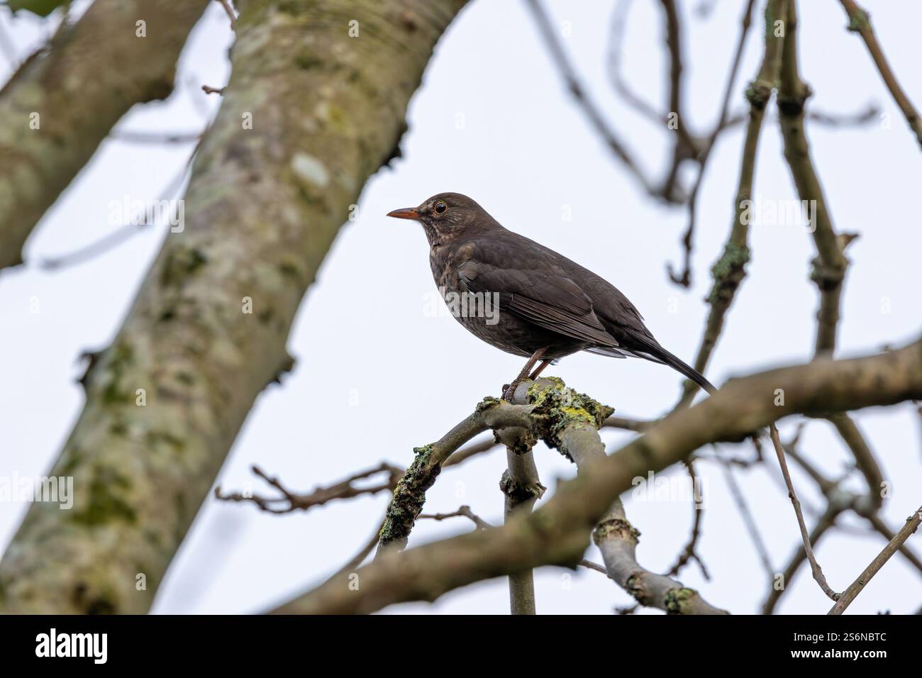 The blackbird (Turdus merula) feeds on insects, worms, and berries ...