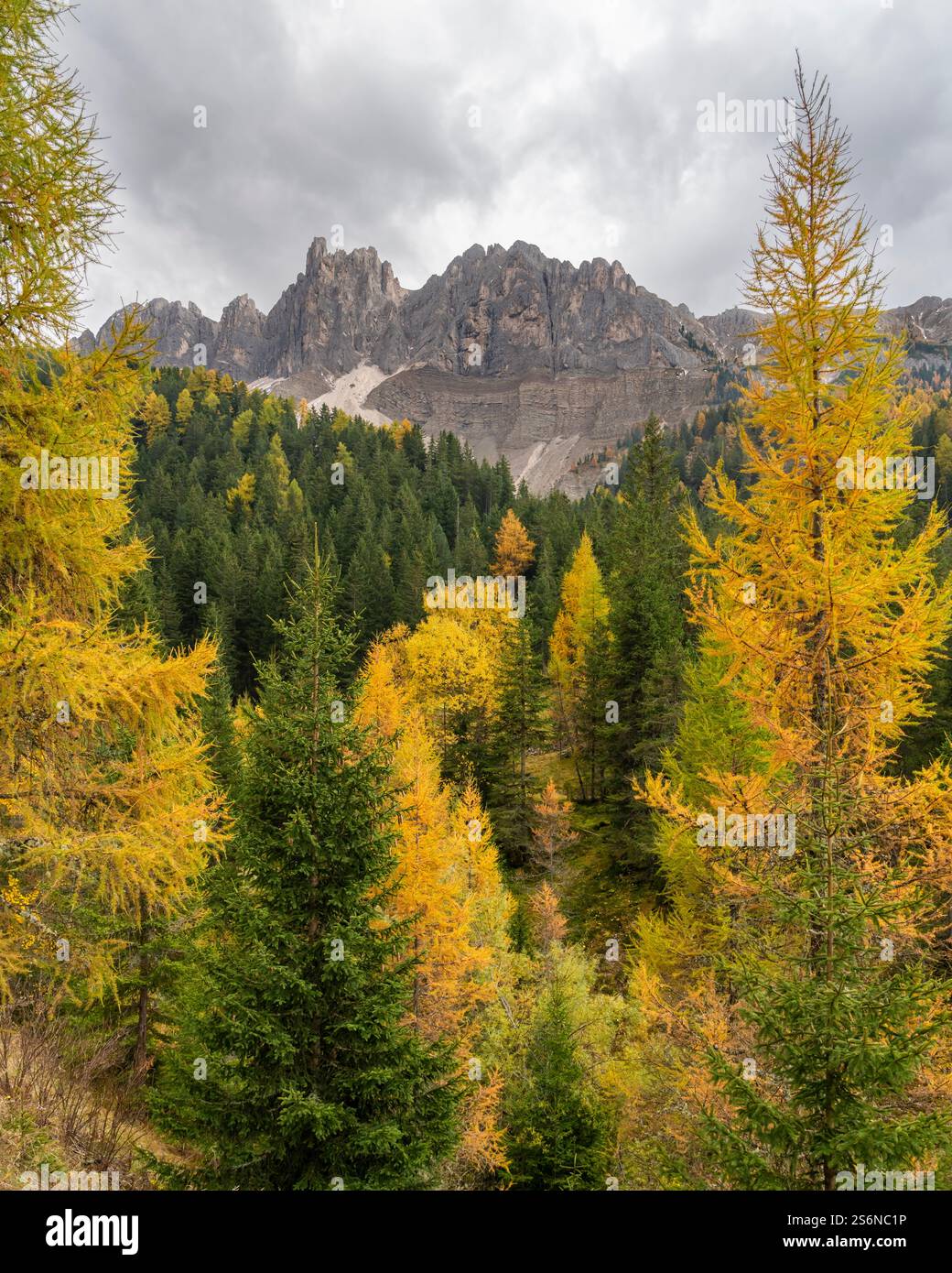 Fall foliage color in the trees in Val di Funes near Santa Magdalena ...