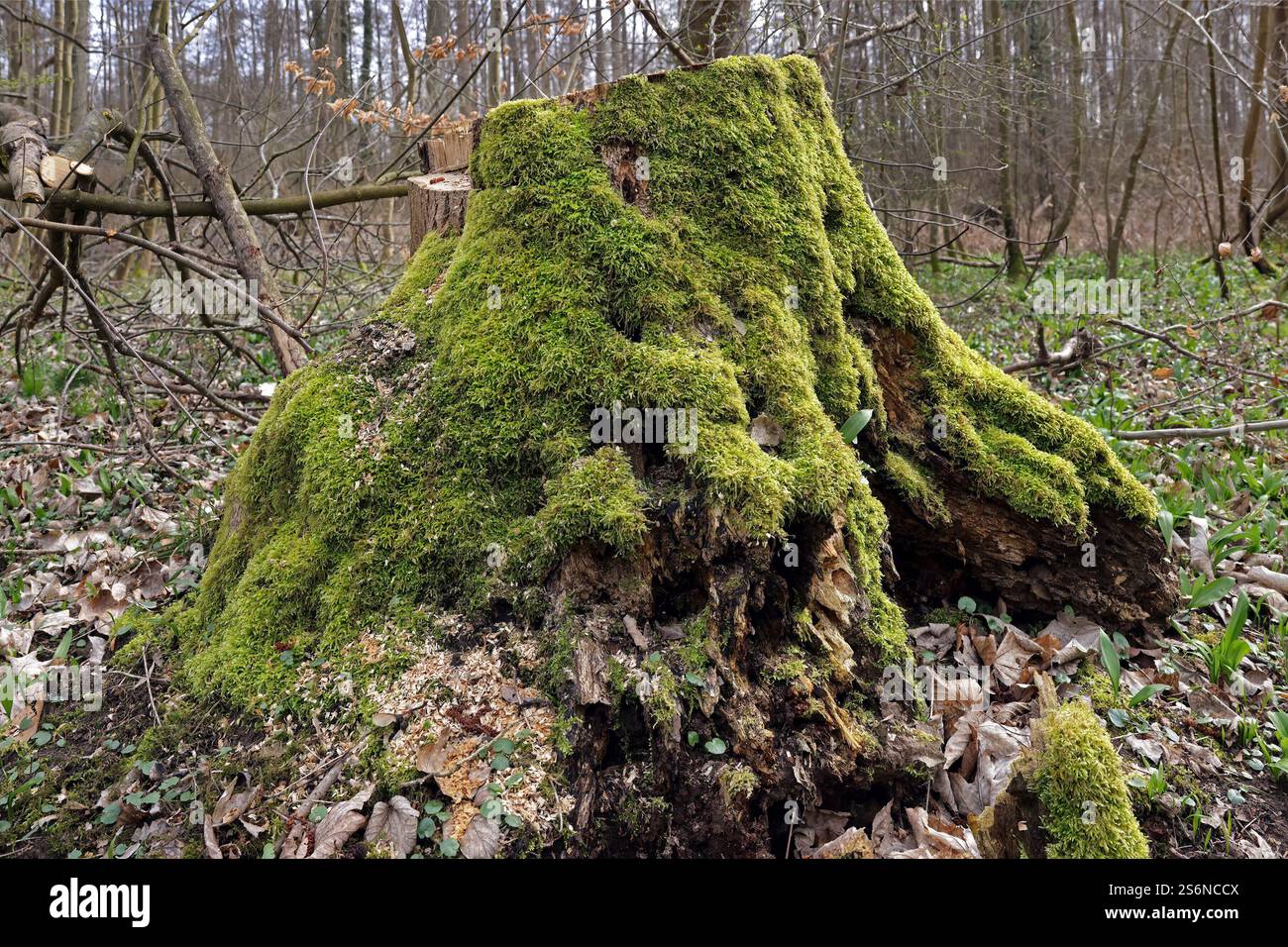 Old wood stump grows hi-res stock photography and images - Alamy