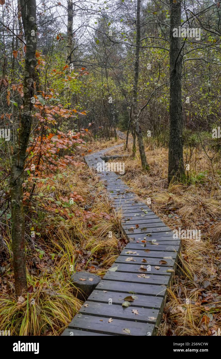 Wooden walkway in forest hi-res stock photography and images - Alamy