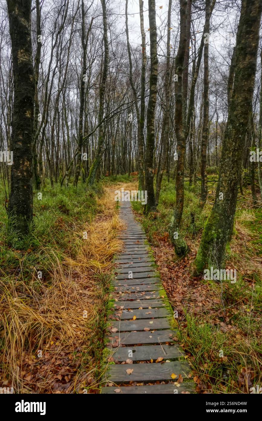 Path through a bog birch forest in the High Fens in Belgium Stock Photo ...