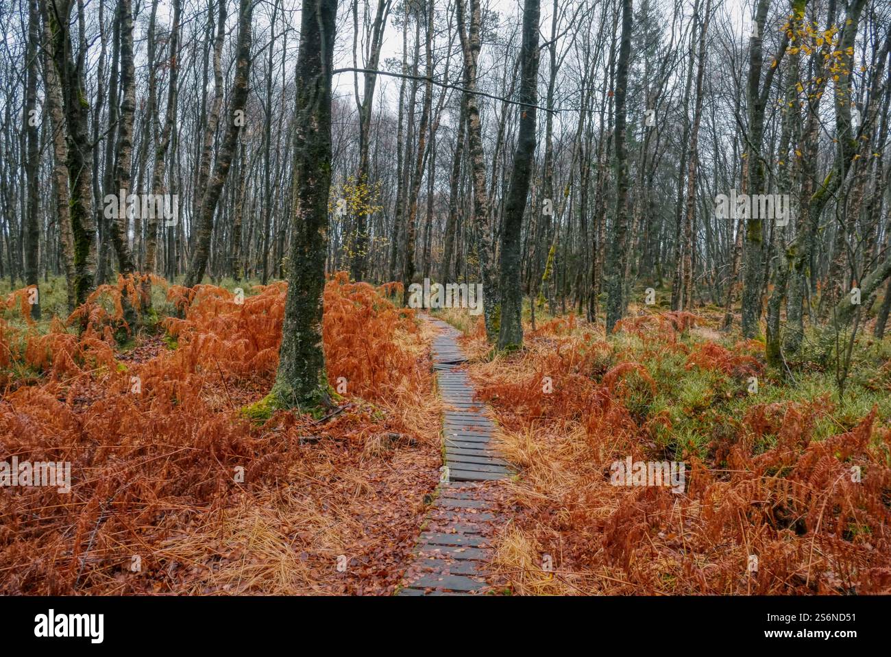 Forest path through bog birch trees in the High Fens in Belgium Stock ...