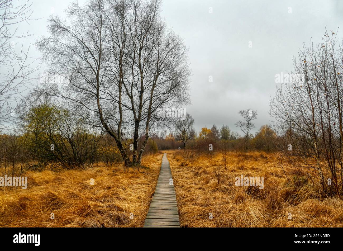 Landscape with wooden footbridge and tree in the High Fens in Belgium ...