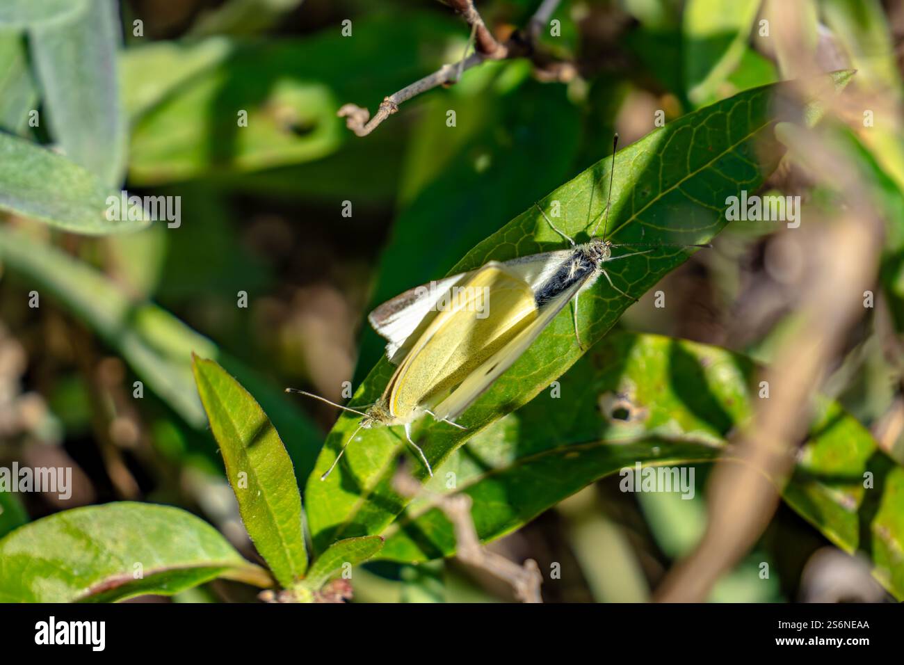 A small insect is sitting on a leaf. The insect is yellow and black ...