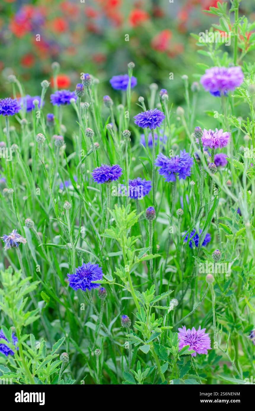 Wildflowers in an English meadow, blue cornflowers 'Centaurea cyanus ...