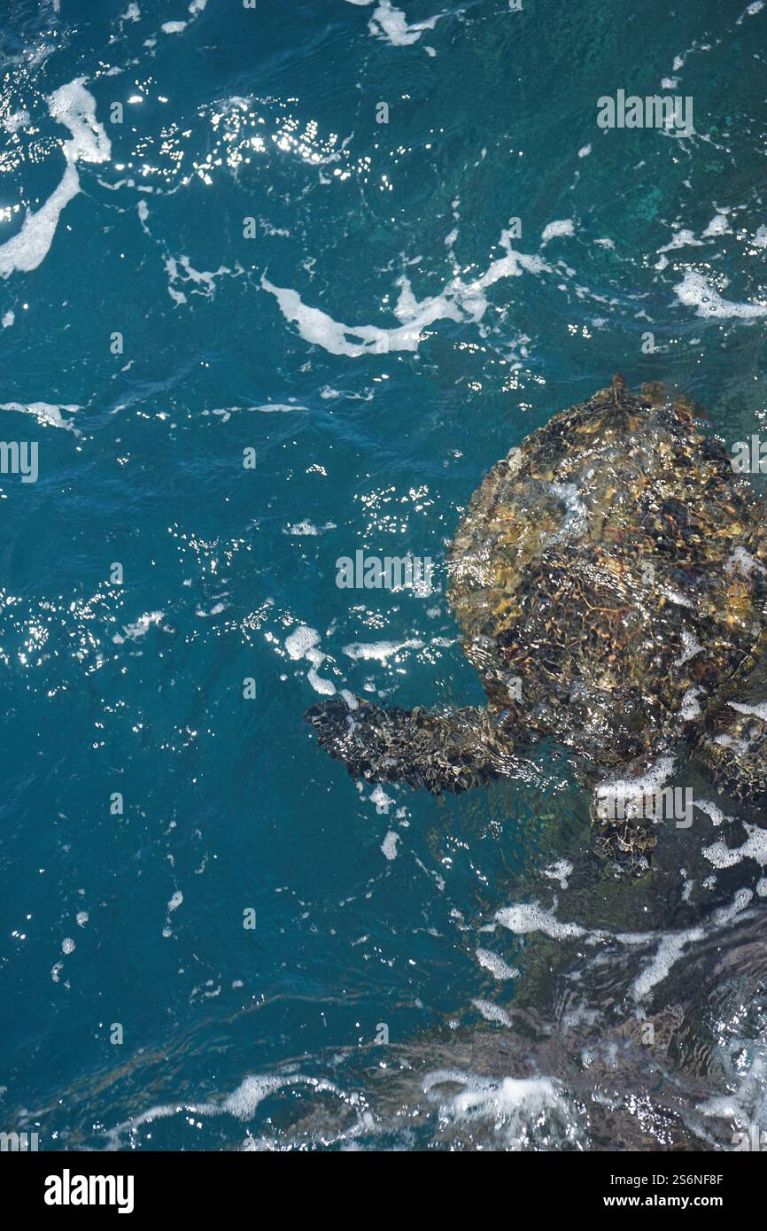 Sea turtle swimming gracefully in crystal-clear turquoise waters ...