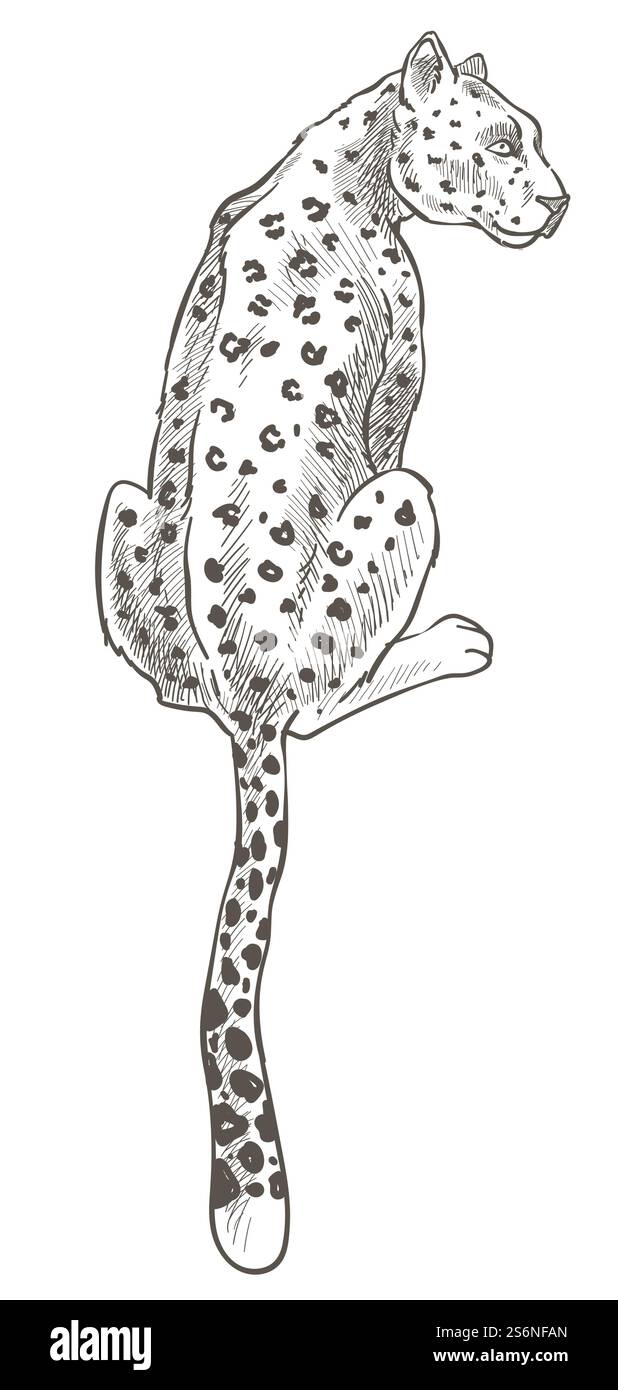 Wildlife feline animal turning back, isolated leopard or cheetah with ...