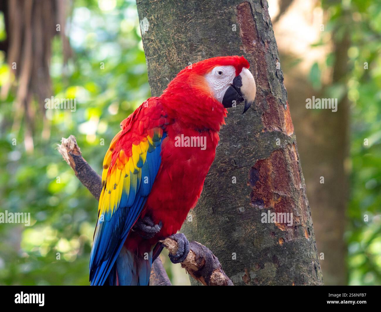 Macaw red Parrot, Yucatan Peninsula, Mexico Stock Photo - Alamy