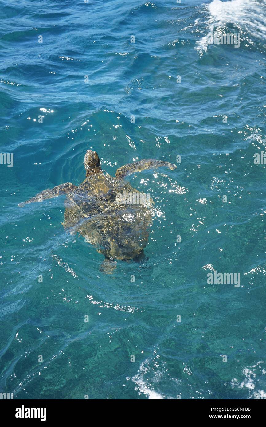 Sea turtle swimming gracefully in crystal-clear turquoise waters ...