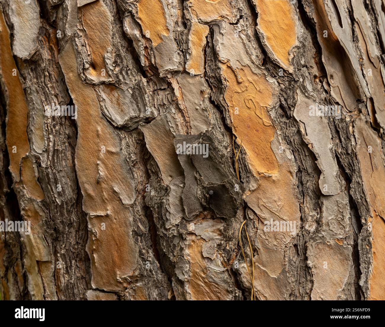 Maritime Pine, Pinus pinaster trunk symbol. Texture made of maritime ...