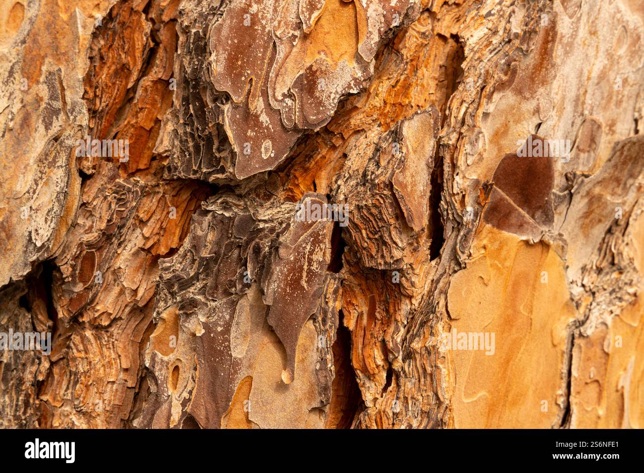 Maritime Pine, Pinus pinaster trunk symbol. Texture made of maritime ...