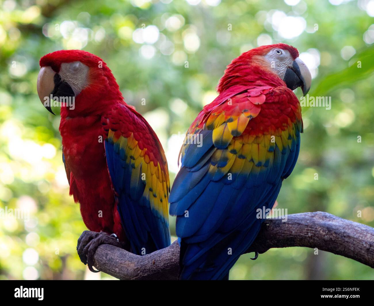 Macaw red Parrot, Yucatan Peninsula, Mexico Stock Photo - Alamy