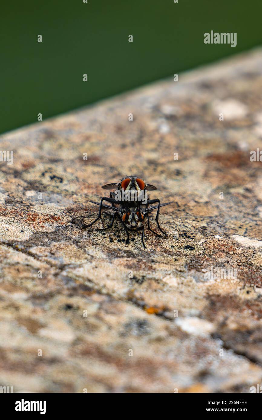 A fly is sitting on a rock. The fly is black and red. The rock is gray ...