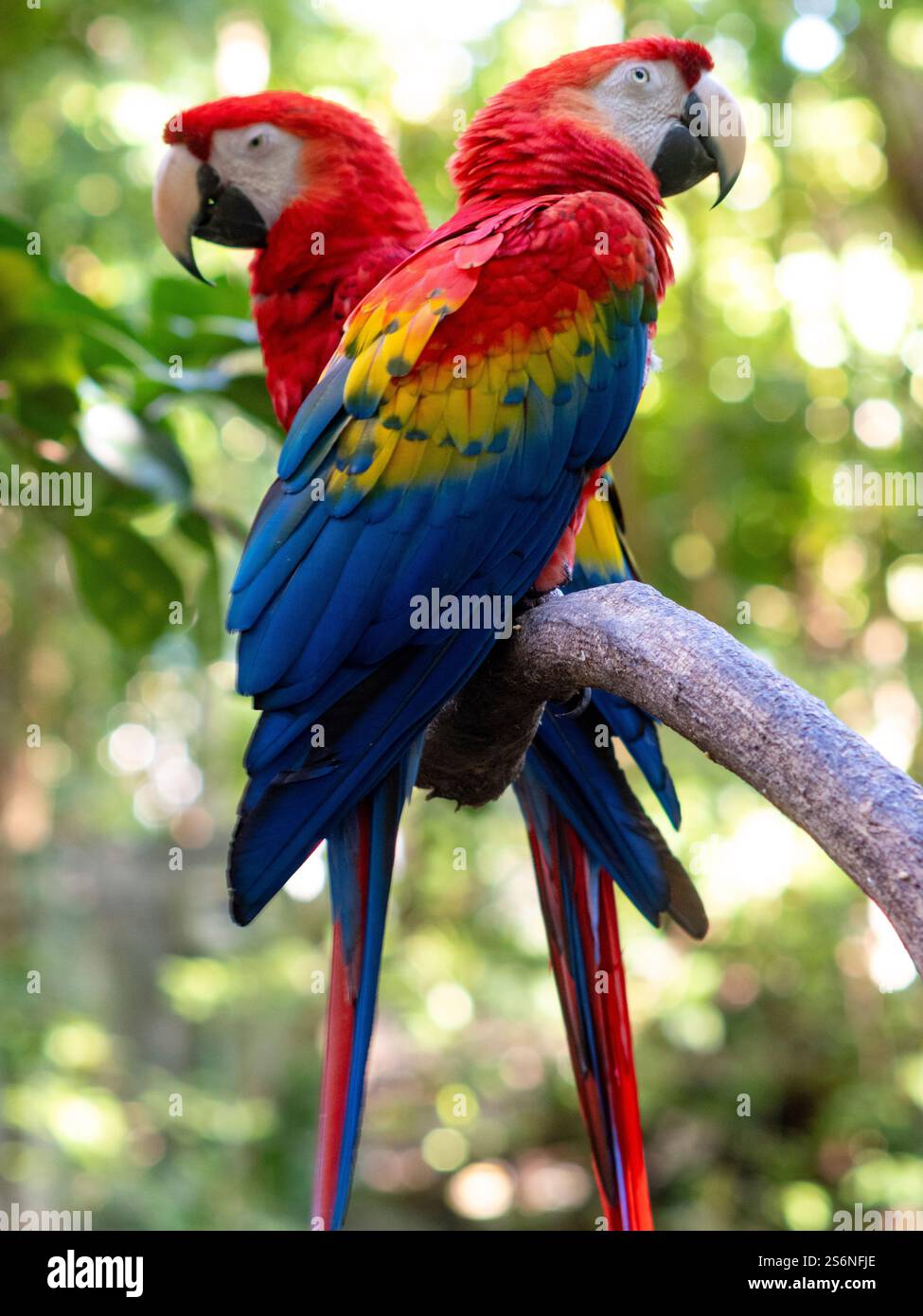 Macaw red Parrot, Yucatan Peninsula, Mexico Stock Photo - Alamy