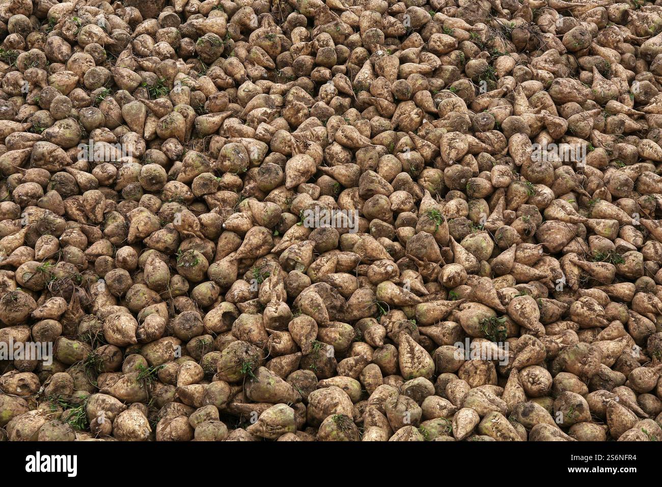 Large piles sugar beets sugar hi-res stock photography and images - Alamy