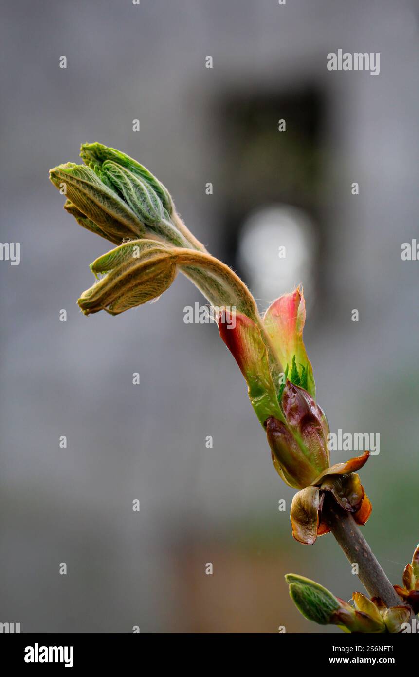 The first shoots of a tree, a shrub in spring Stock Photo - Alamy