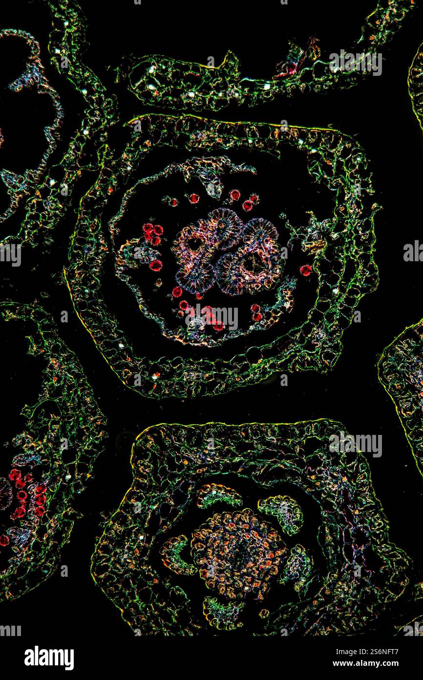 Daisy flower cross section 100x Stock Photo - Alamy