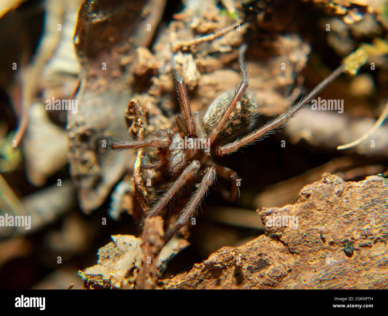 A close-up of a large angle spider. It belongs to the family of funnel ...