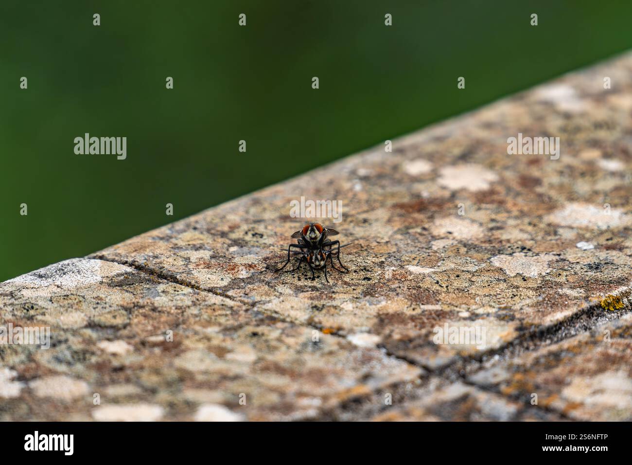 A small black bug is sitting on a stone wall. The bug is black and red ...