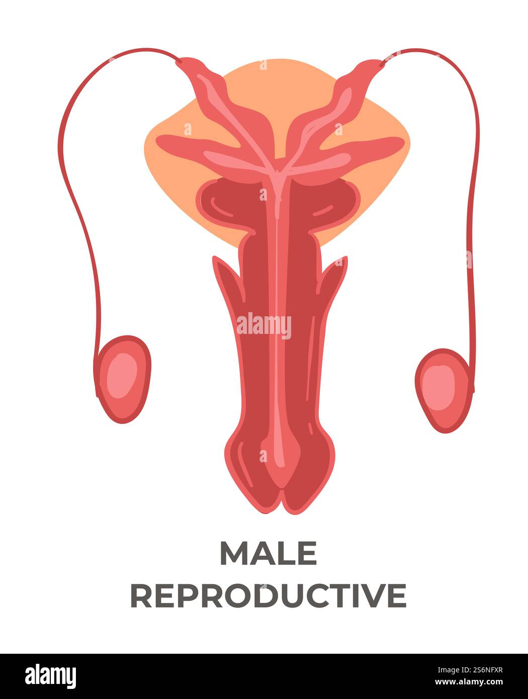 Medicine and health care, male reproductive system, part of human body ...