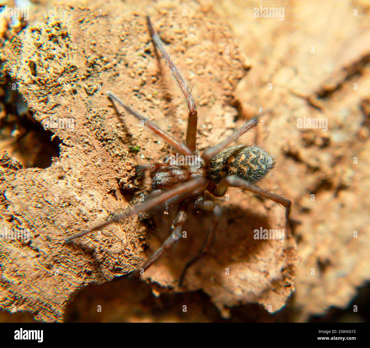 A close-up of a large angle spider. It belongs to the funnel-web ...