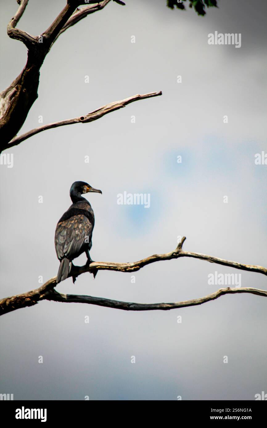 Raven in dead tree hi-res stock photography and images - Alamy
