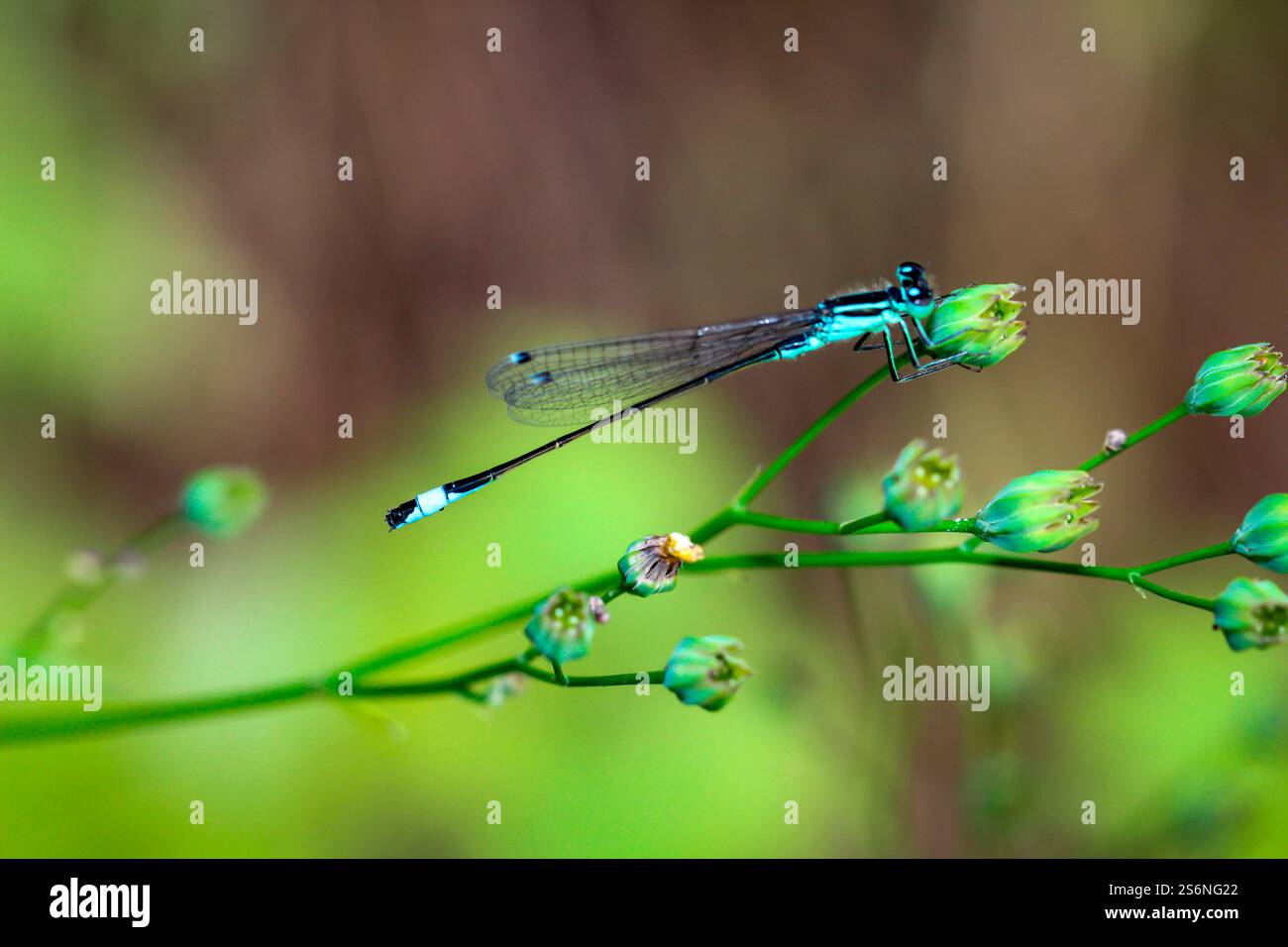 Close-up, portrait of an azure damselfly, a small dragonfly Stock Photo ...