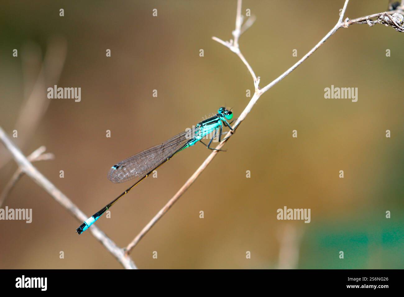 Close-up, portrait of a damselfly, a small dragonfly Stock Photo - Alamy