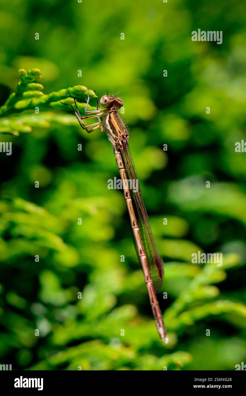 A small dragonfly on a plant Stock Photo - Alamy