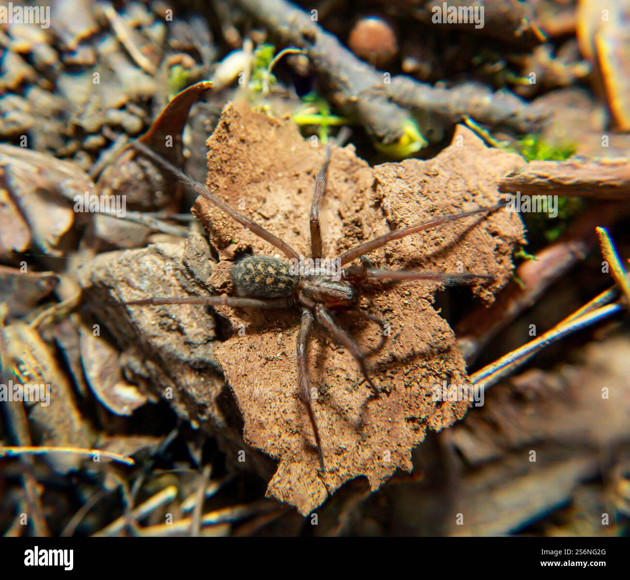 A close-up of a large angle spider. It belongs to the family of funnel ...