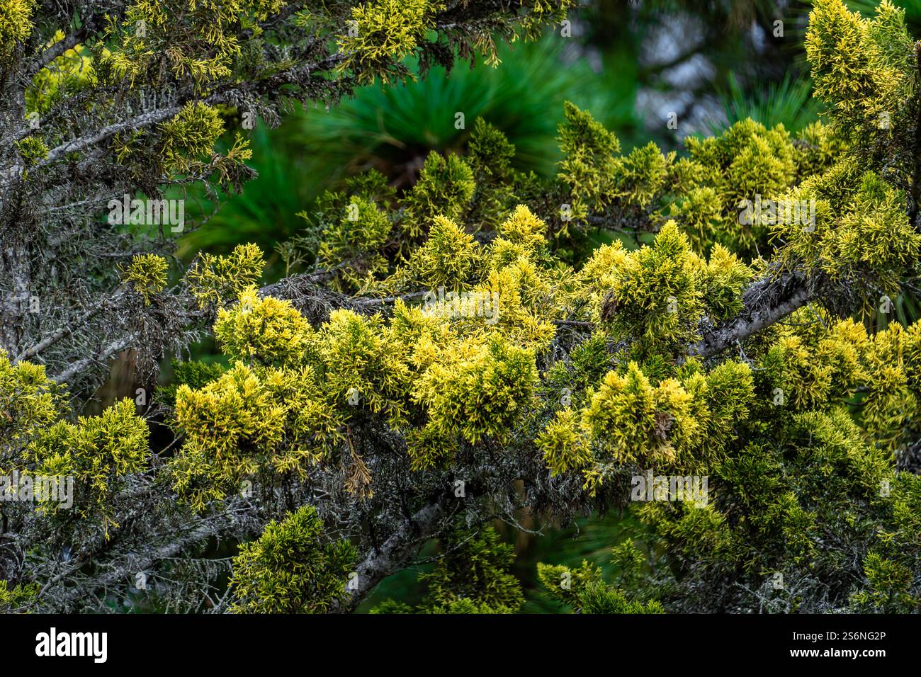 A tree with green leaves and yellow leaves is shown. The tree appears ...