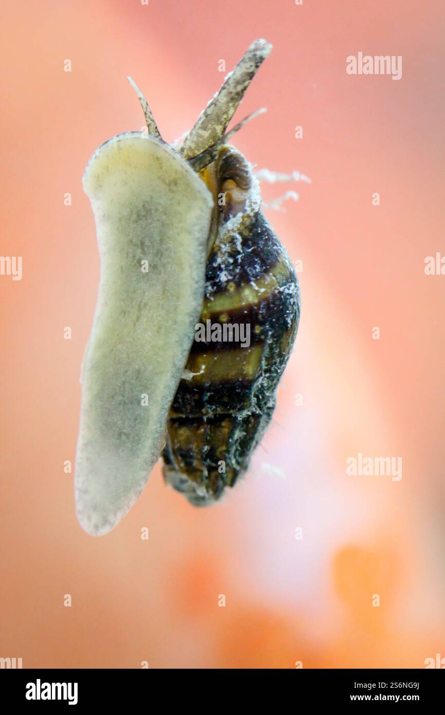 Predatory snails hi-res stock photography and images - Alamy