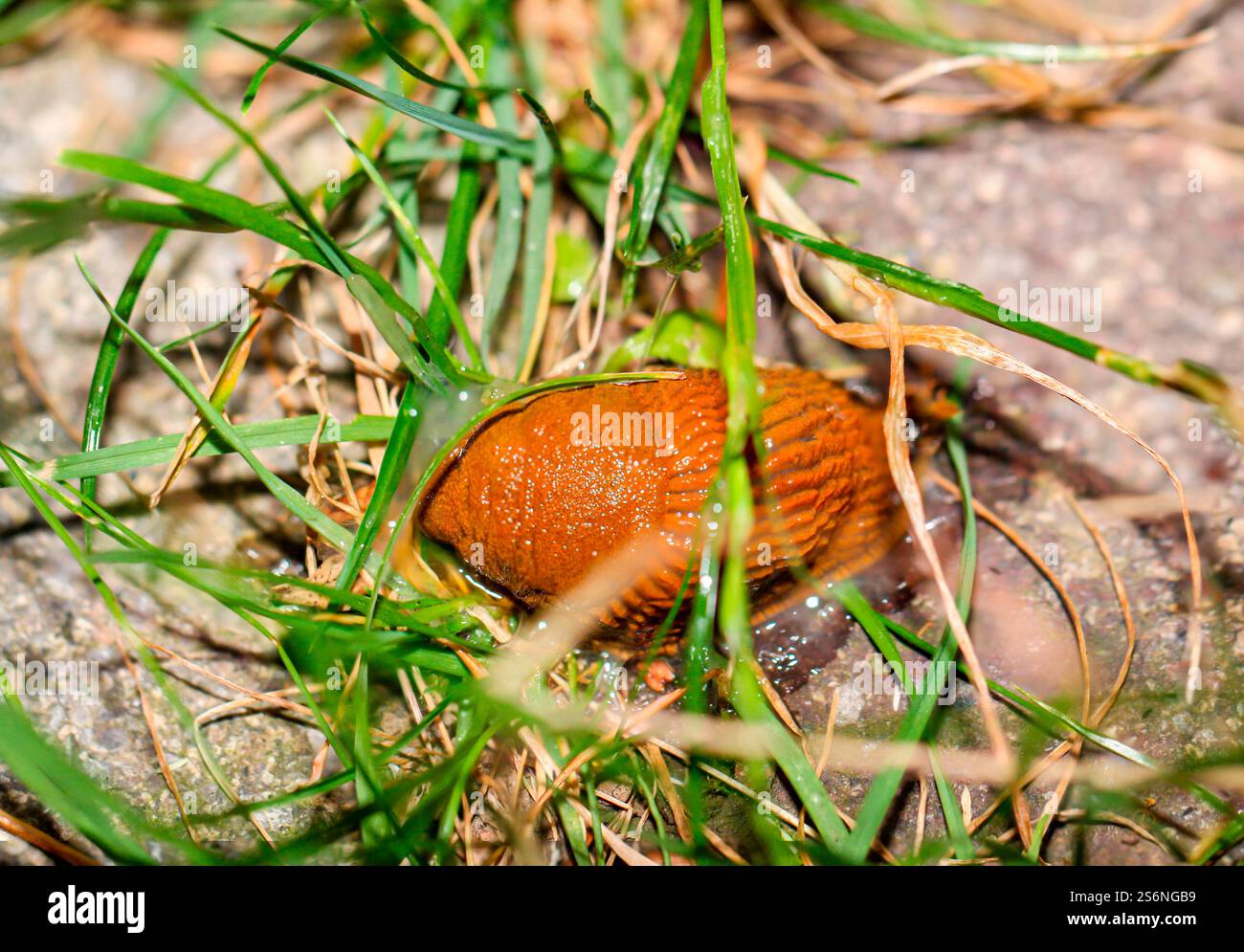 A slug on the ground Stock Photo - Alamy