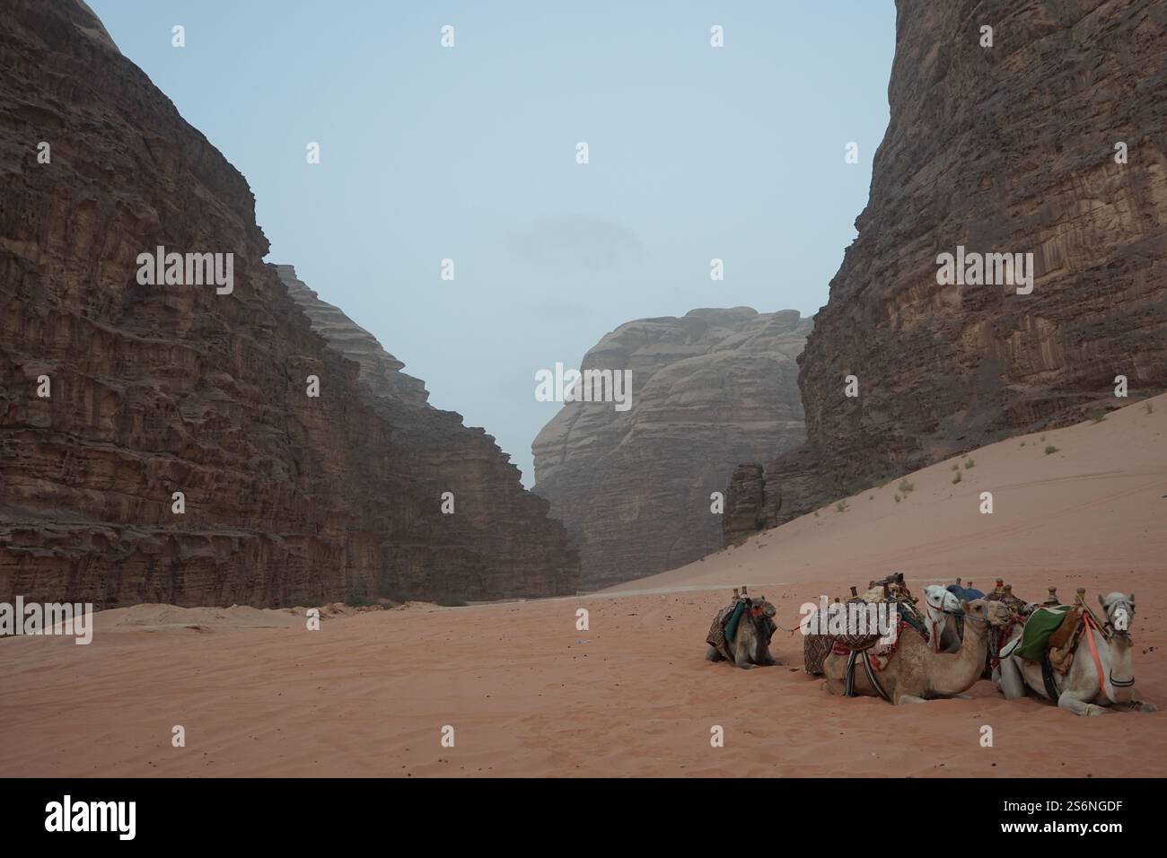 Jordan desert life hi-res stock photography and images - Alamy