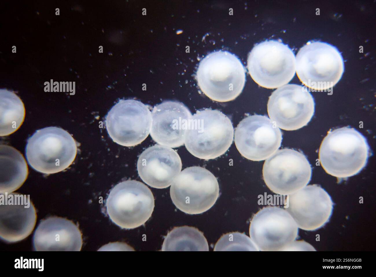 The close-up, macro of the spawn of armored metal catfish which was ...