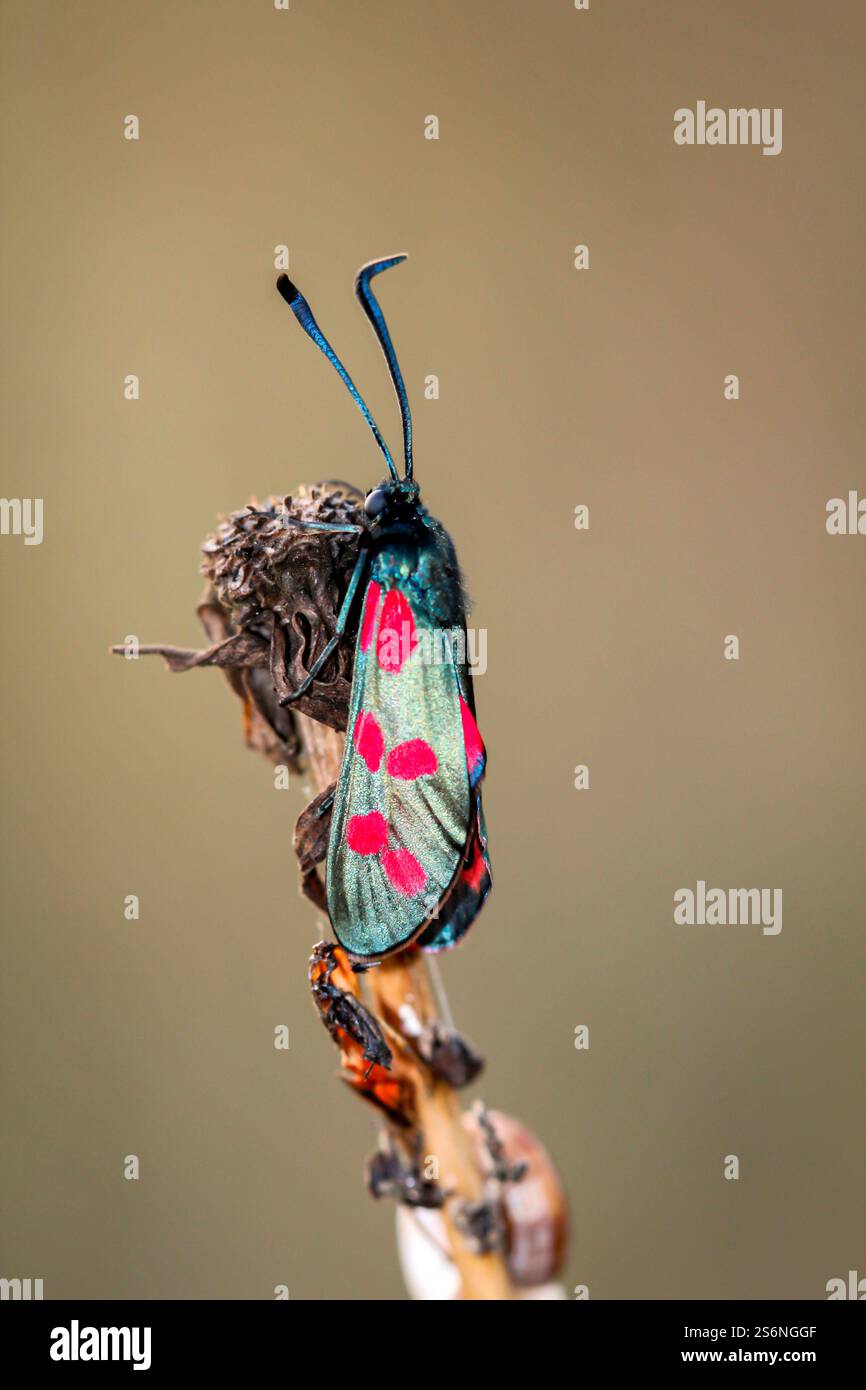 A six-spotted violet on a plant Stock Photo - Alamy