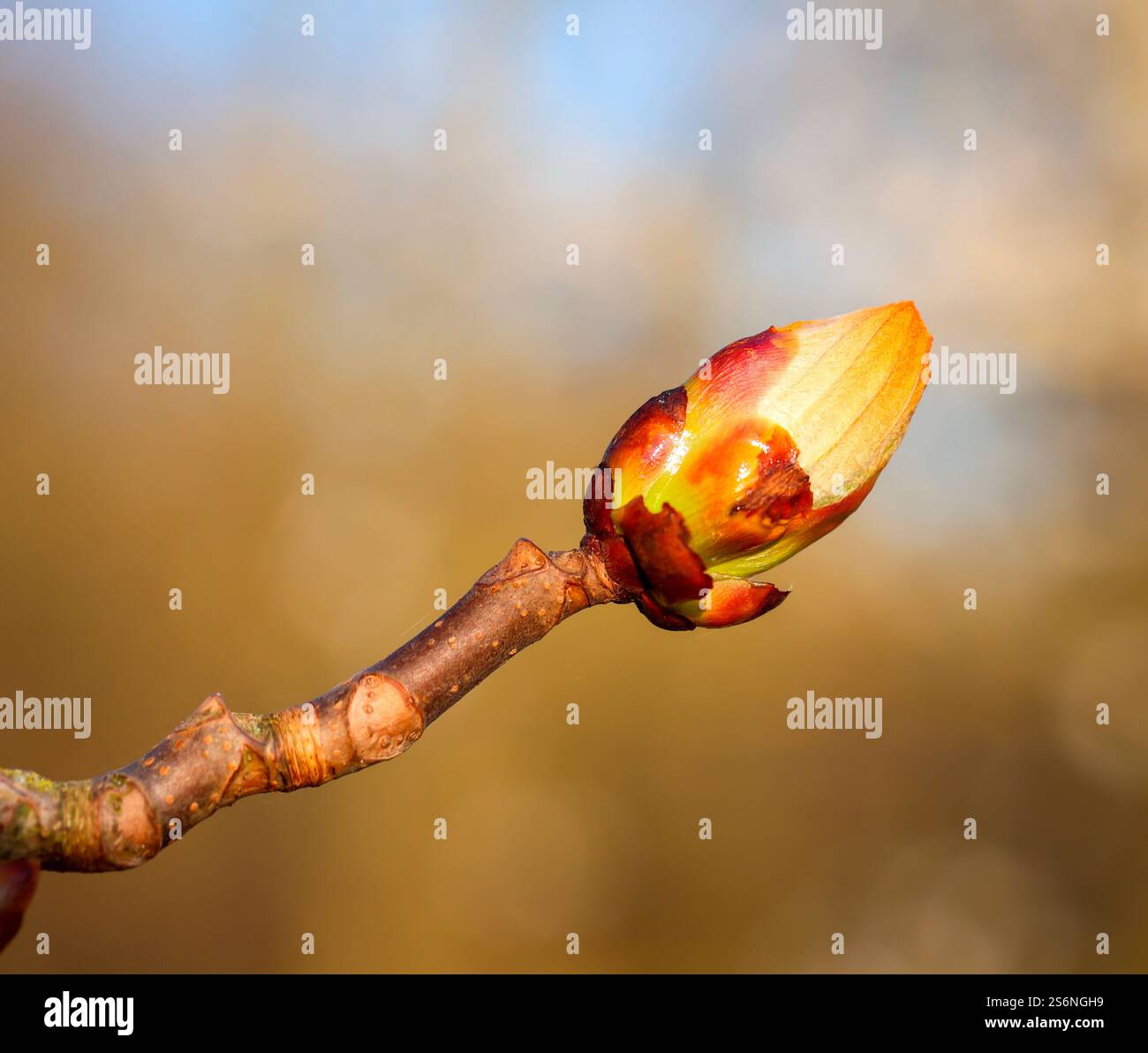The first shoots of a tree, a shrub in the spring Stock Photo - Alamy