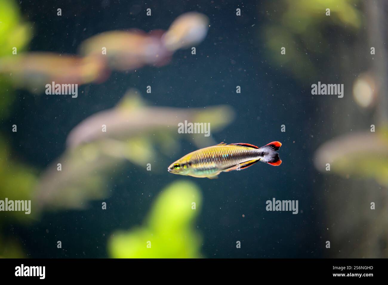 An ornamental fish with reddish tail fins in an aquarium Stock Photo ...