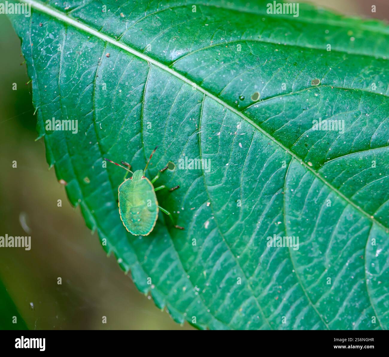A green stink bug (Palomena prasina) on a leaf Stock Photo - Alamy