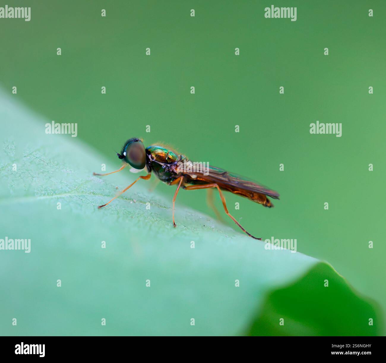 Dung fly on a leaf hi-res stock photography and images - Alamy